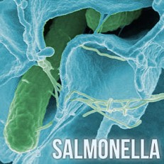Salmonella and its Complications | Food Poison Journal