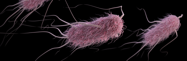 All You Need To Know About E. coli | Food Poison Journal