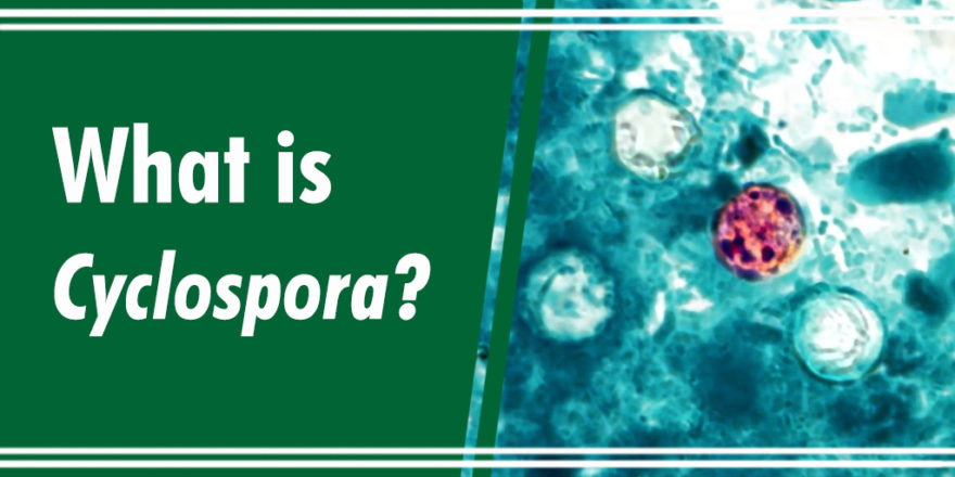 What to know about Cyclospora | Food Poison Journal