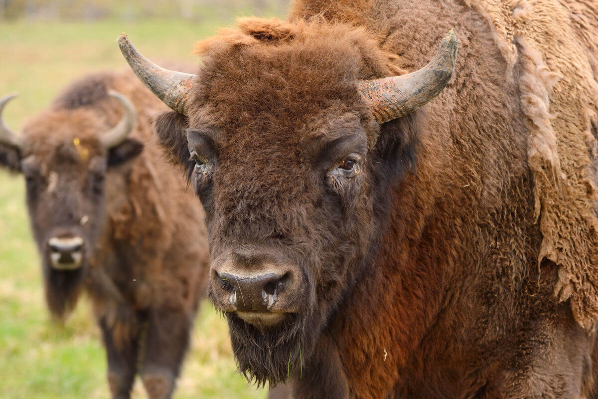 Bison with E. coli - 21 Sick in 7 States | Food Poison Journal