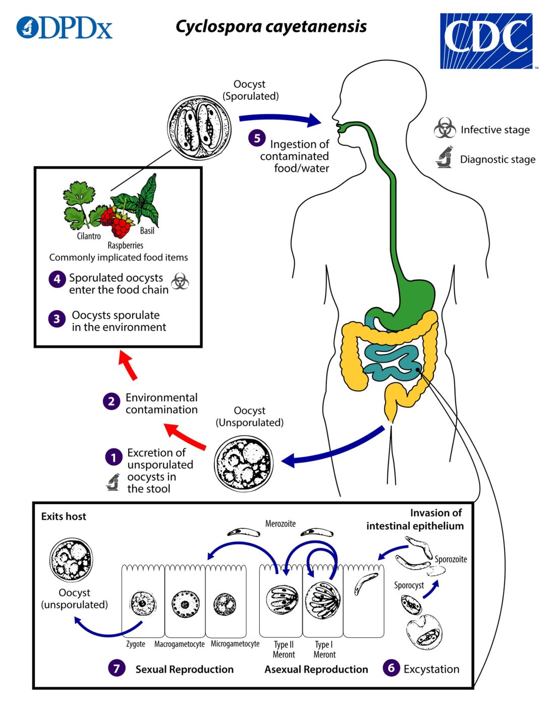 With over 500 with Cyclospora in the United States and Canada, what do ...