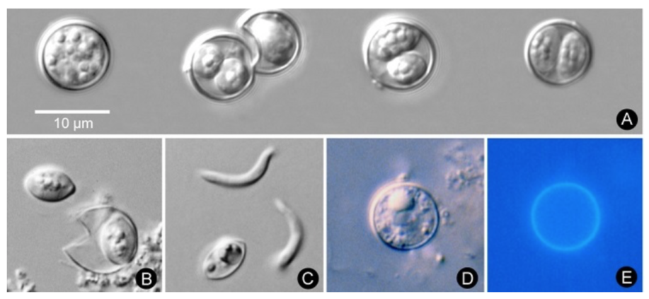 Thanks to the CDC for scientific information on Cyclospora | Food ...