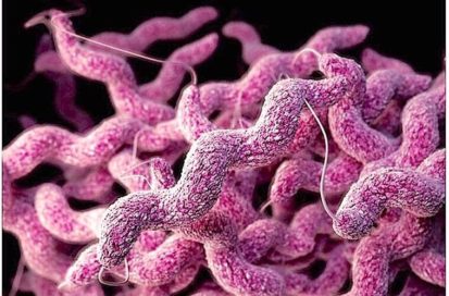 Marler Clark updates About Campylobacter | Food Poison Journal