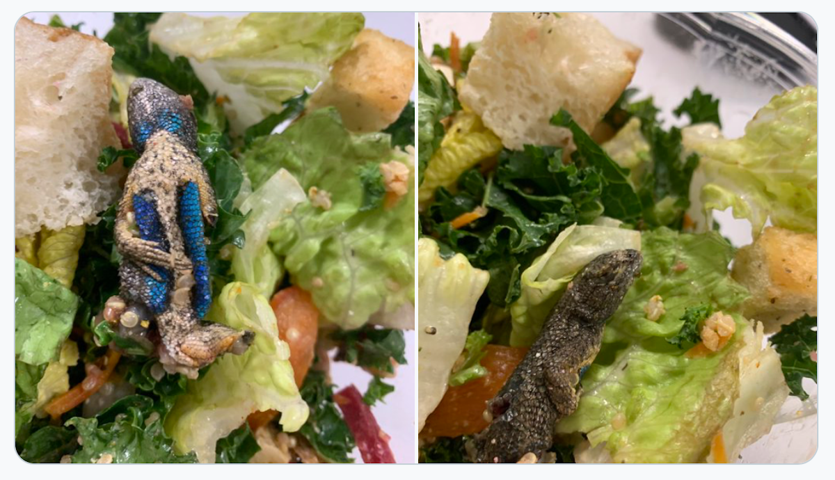 Excuse me, there is a lizard in my salad! | Food Poison Journal