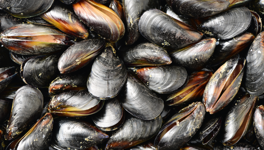 Mussels from Canada might have Salmonella and E. coli | Food Poison Journal