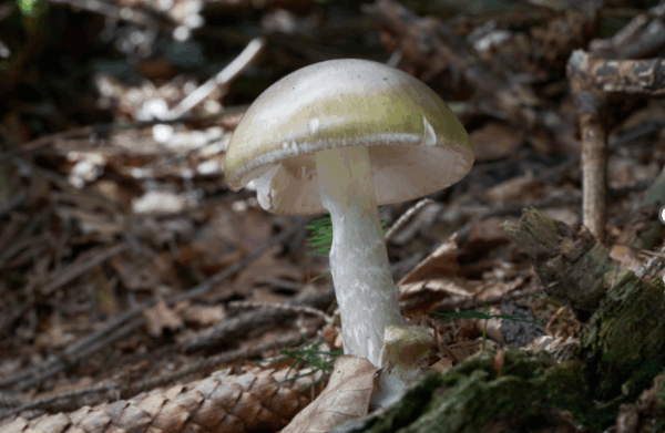 Death cap mushrooms sicken 35 and kill 3 | Food Poison Journal